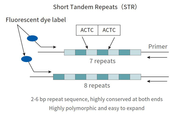 Beijing Microread Genetics Co., Ltd.